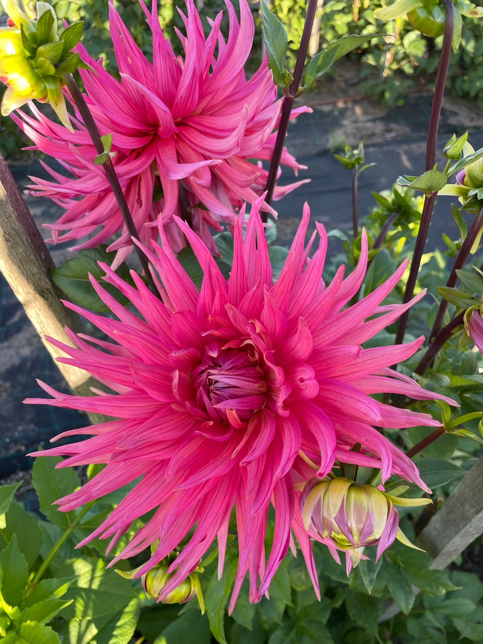 Persian Monarch | Le Flor Dahlias