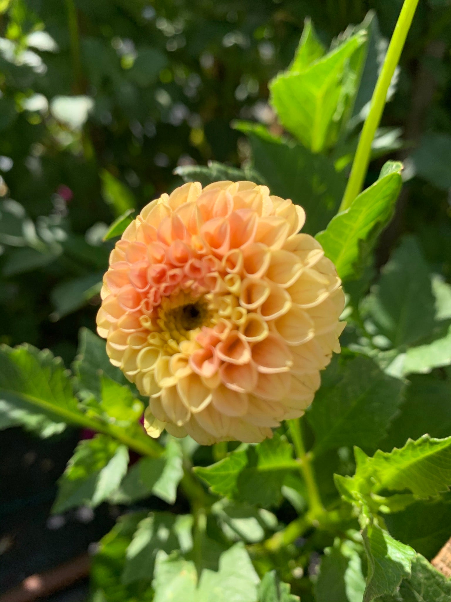 Dahlia Gail Lane | Le Flor Dahlias