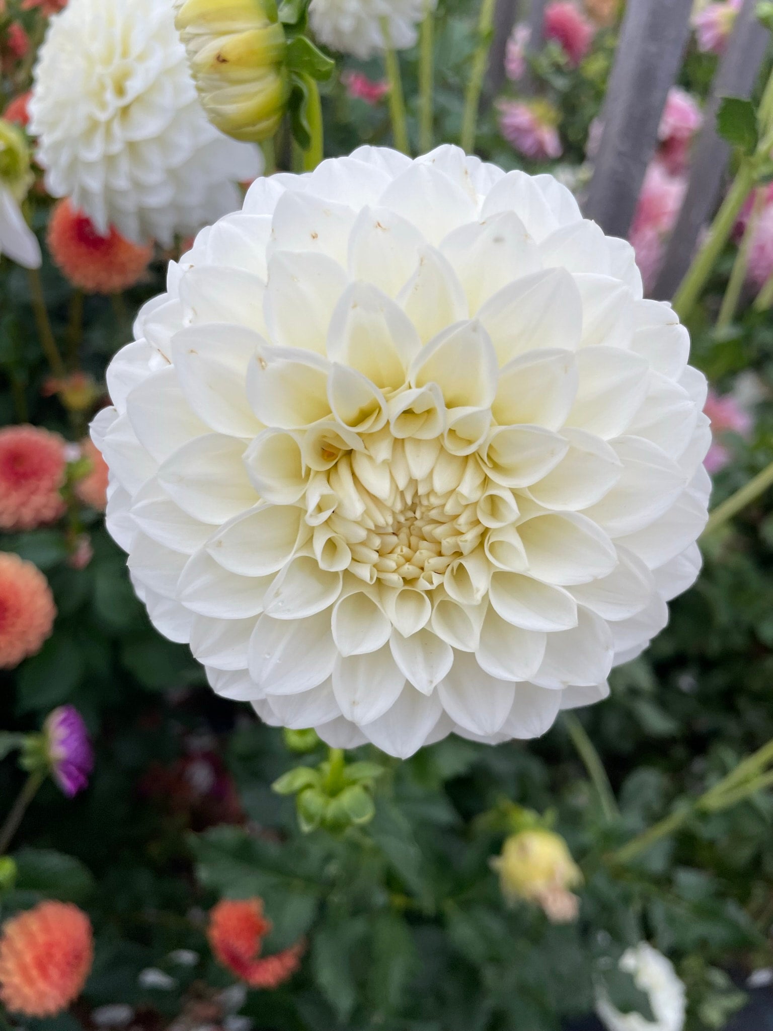 Boundary Snowflake | Le Flor Dahlias