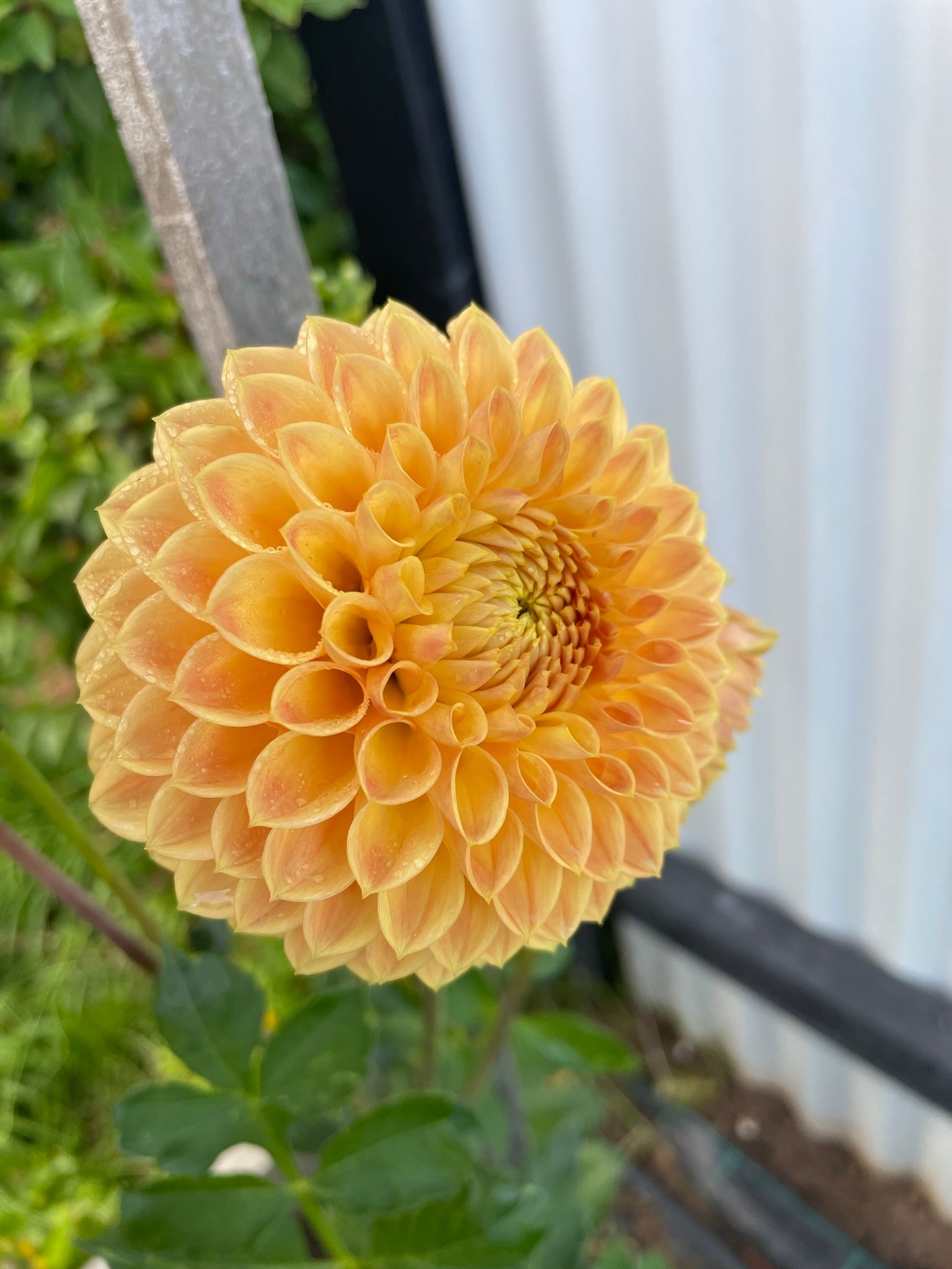 Formby Crest | Le Flor Dahlias