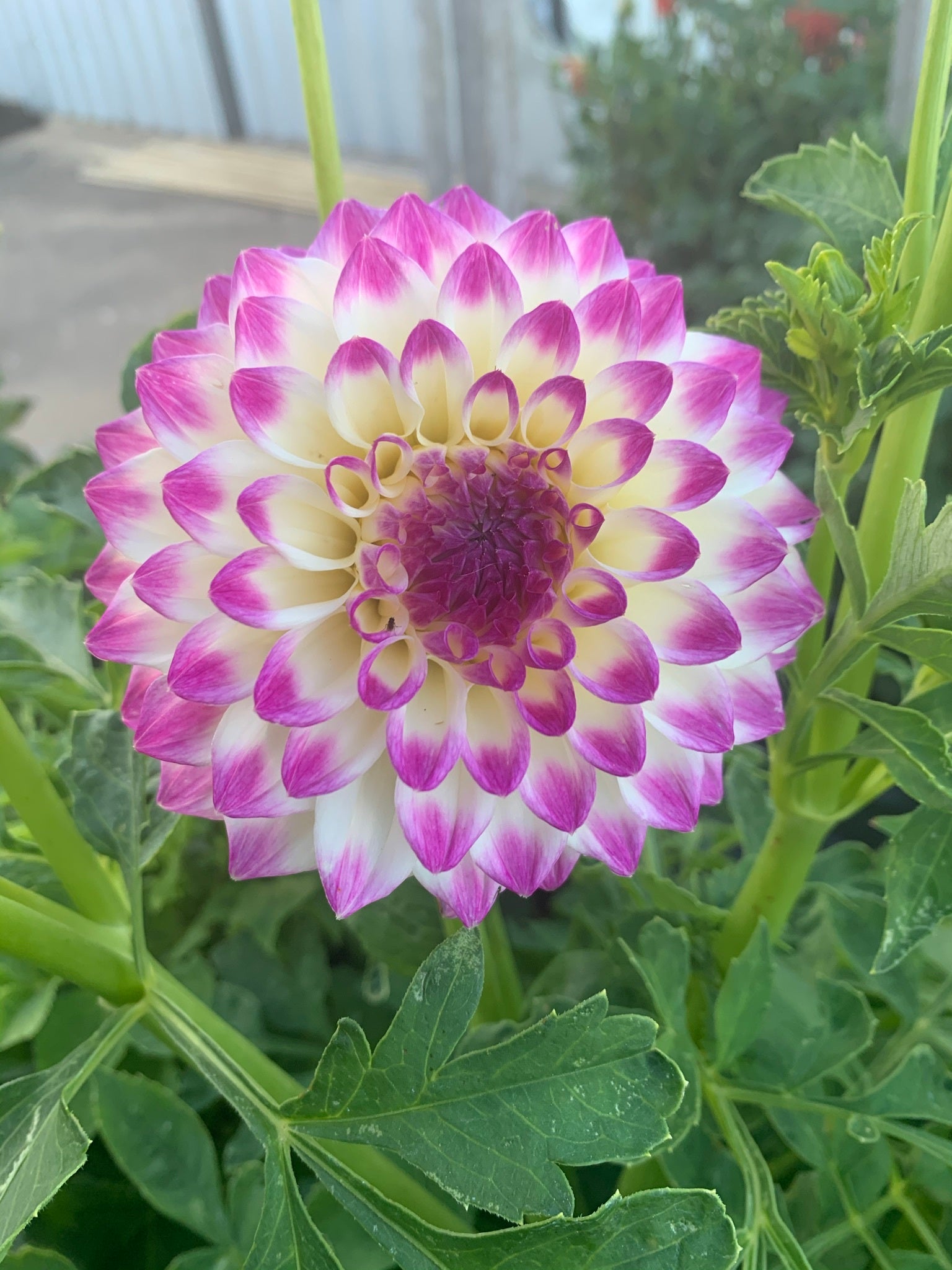 Formby Art | Le Flor Dahlias