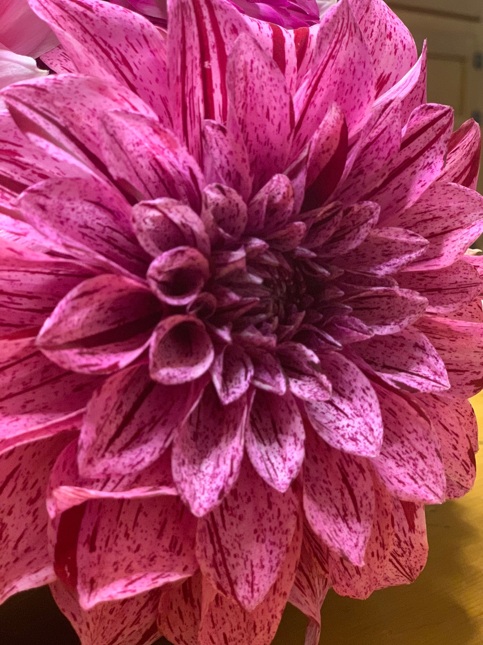 Dahlia Samoan Prince | Le Flor Dahlias