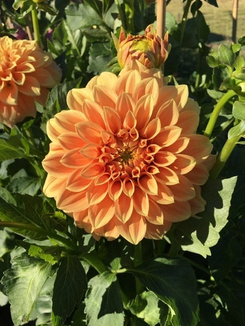Dahlia Bracken Palomino | Le Flor Dahlias